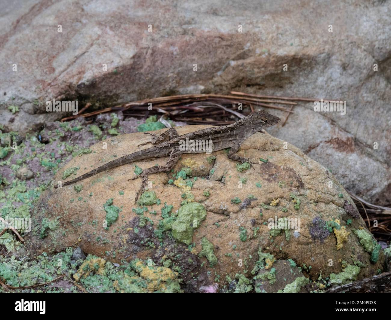 A brown anole lizard, Anolis sagrei, also known as Cuban brown anole ...