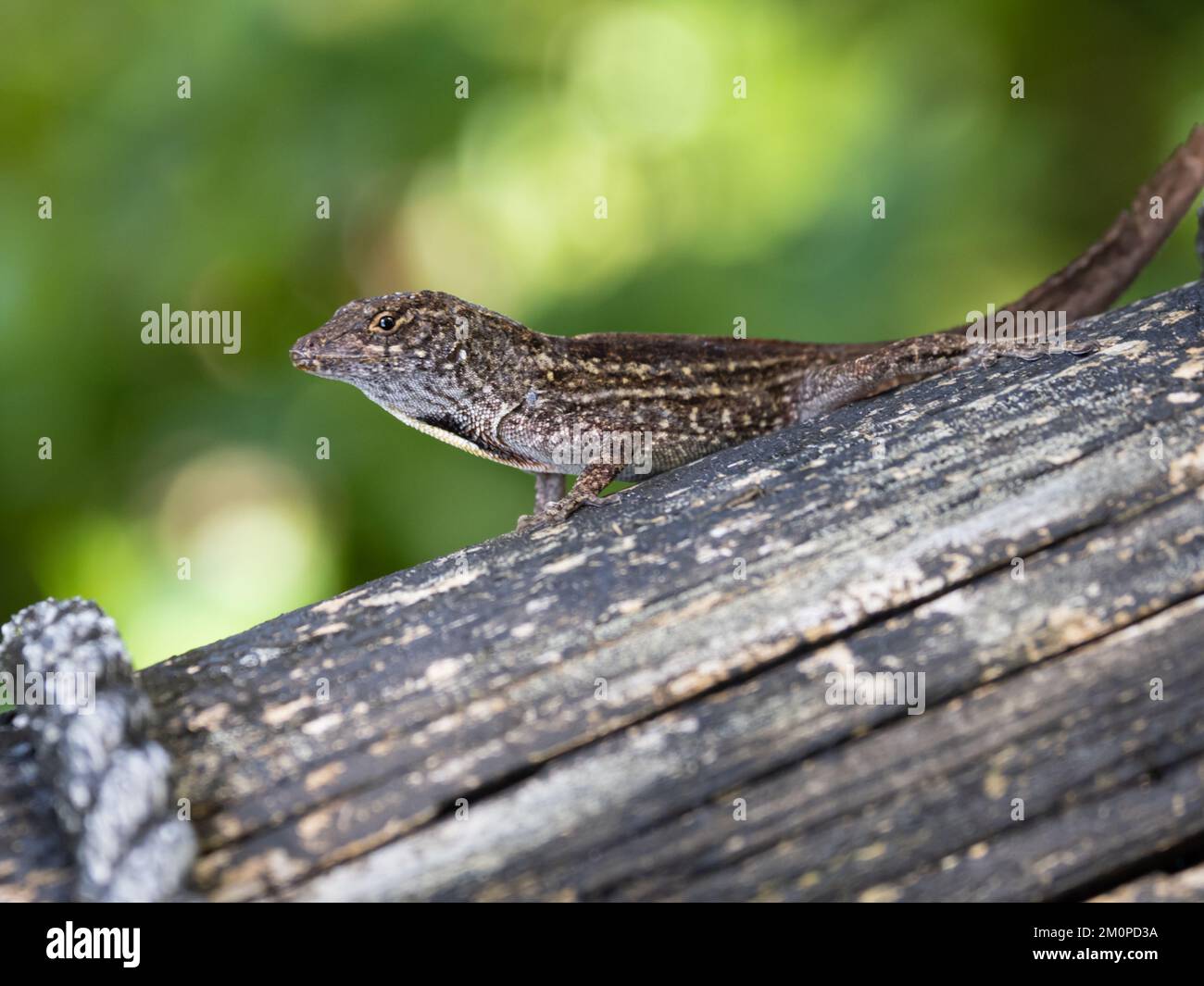 A brown anole lizard, Anolis sagrei, also known as Cuban brown anole ...