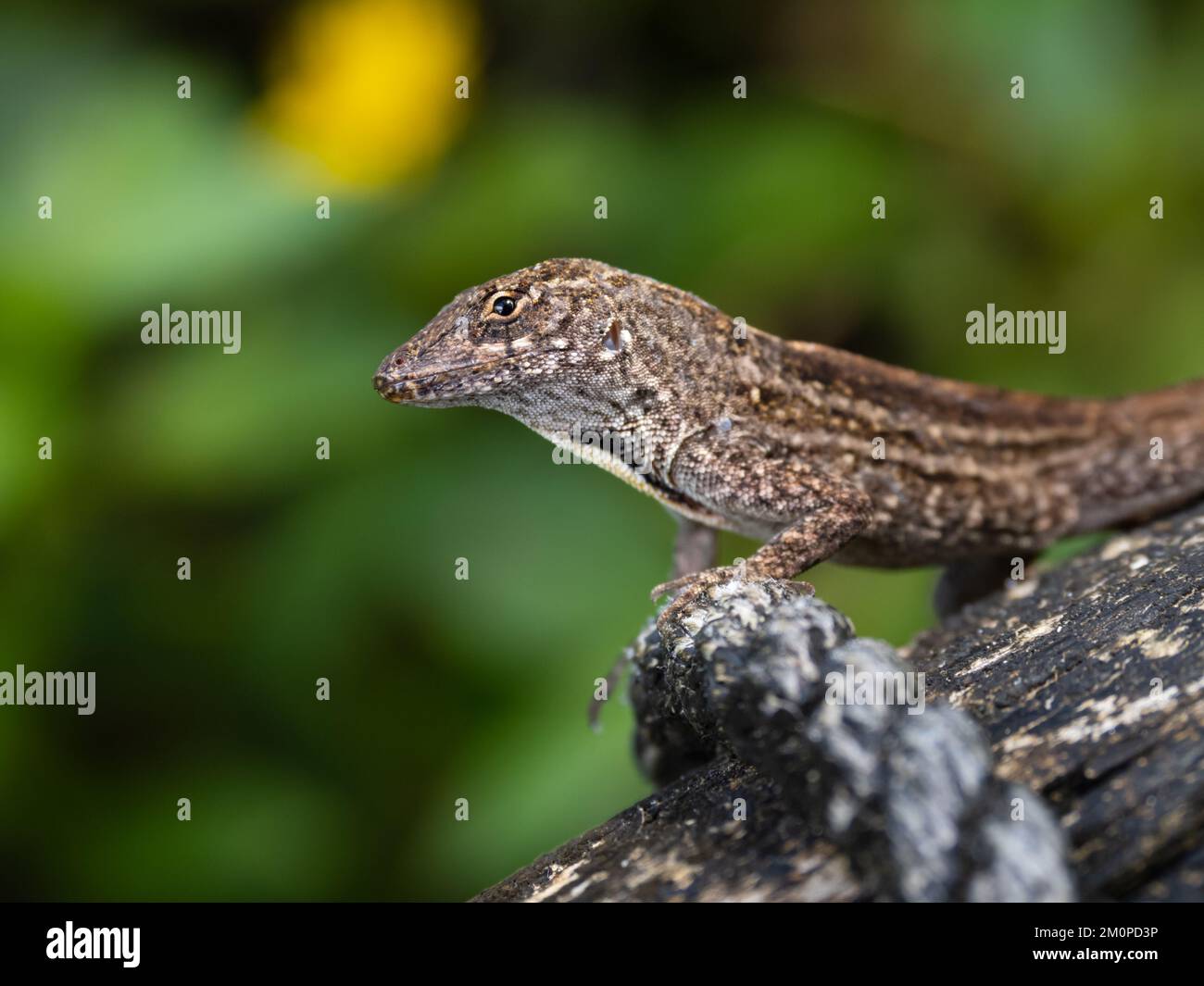 A close head view of a brown anole lizard, Anolis sagrei, also known as Cuban brown anole, or De ...