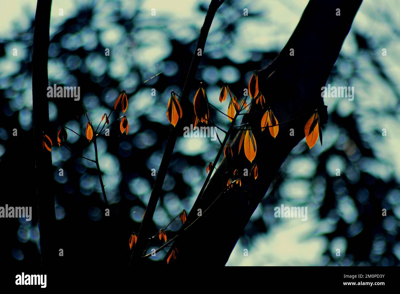 A closeup shot of orange leaves on a tree on a bokeh background Stock ...