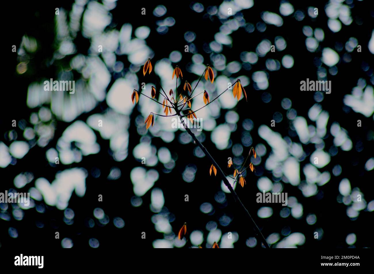 A closeup shot of orange leaves on a tree on a bokeh background Stock ...