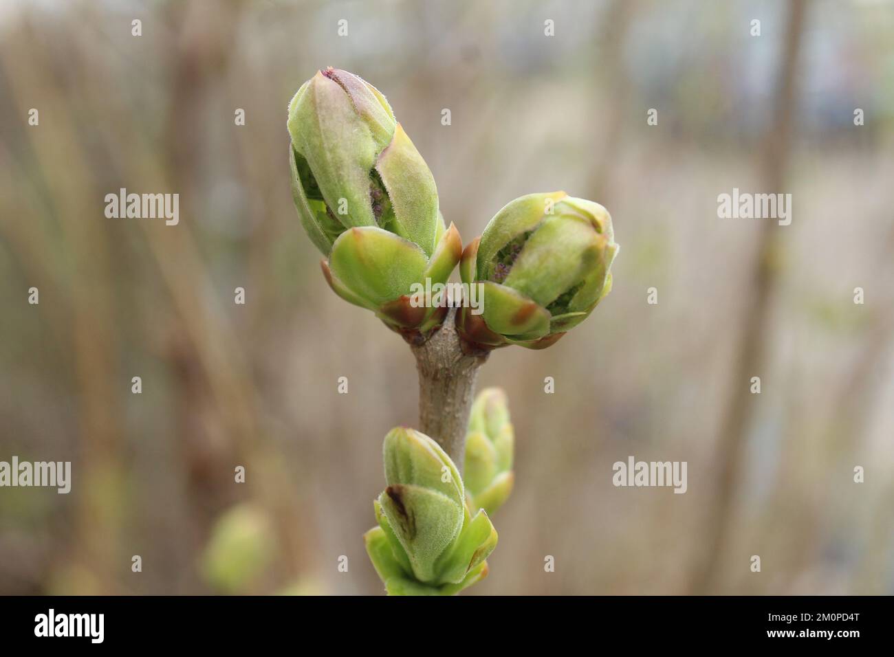 spring spring buds on a branch. Budding close-up. Spring foliage. Early ...