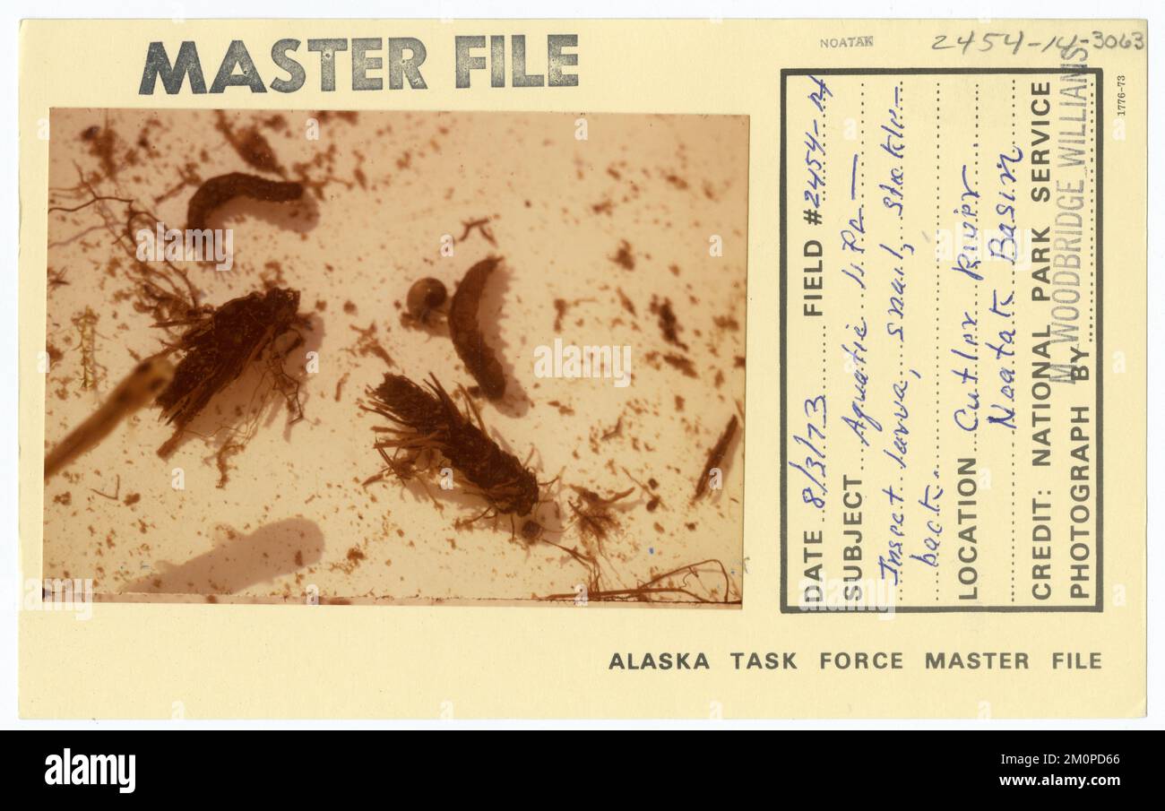 Organisms aquatic habitat Cut Out Stock Images & Pictures - Alamy