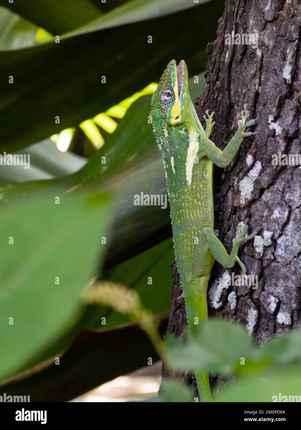 A knight anole, Anolis equestris, also known as Cuban knight anole or ...