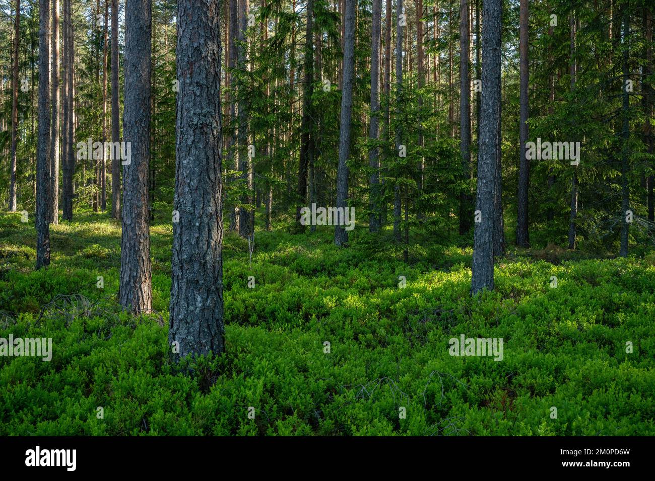 Early morning in the forest hi-res stock photography and images - Alamy