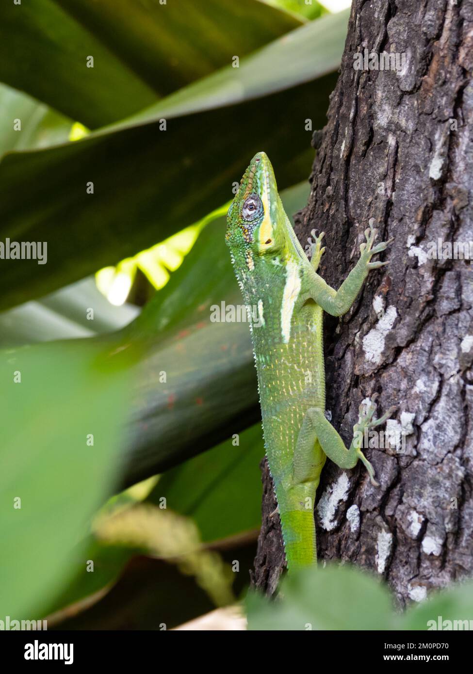A knight anole, Anolis equestris, also known as Cuban knight anole or ...