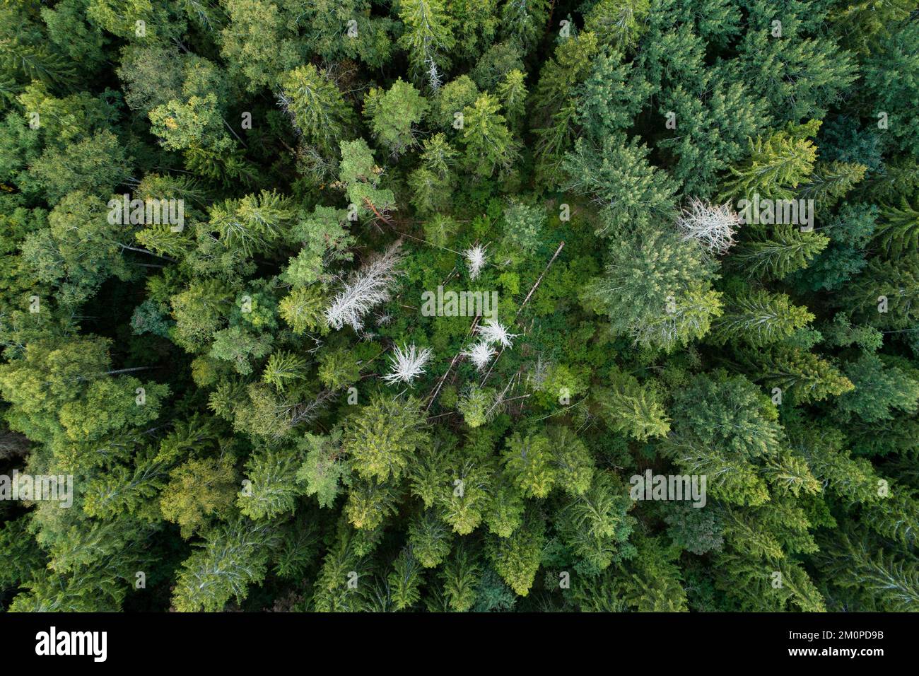 Aerial of a late summer mixed boreal forest in Estonia, Northern Europe ...