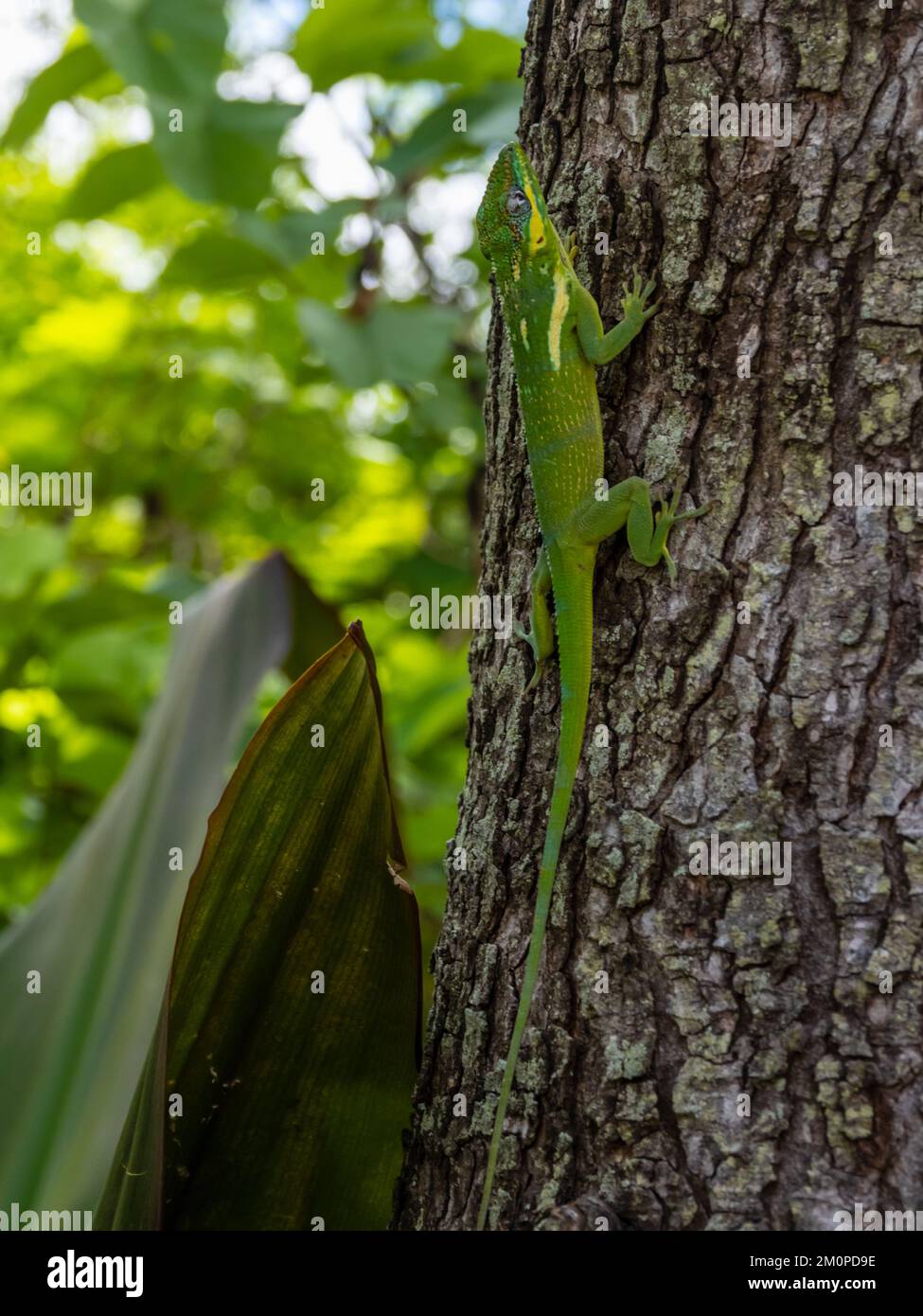 A knight anole, Anolis equestris, also known as Cuban knight anole or ...