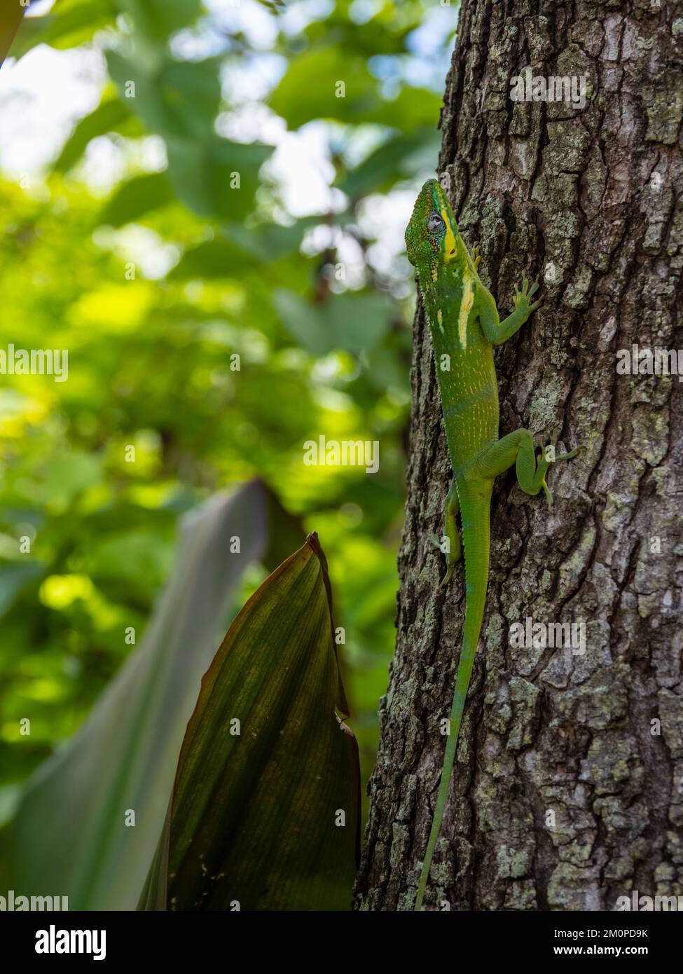 A knight anole, Anolis equestris, also known as Cuban knight anole or Cuban giant anole, resting ...