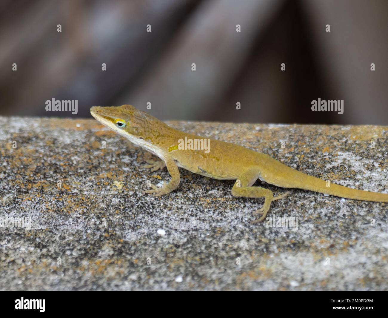 American green anole hi-res stock photography and images - Alamy