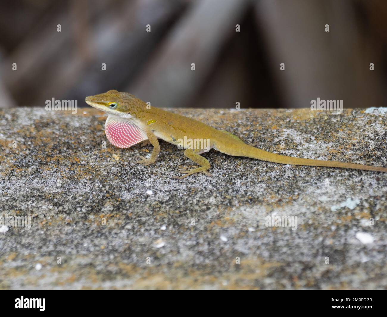 Anolis carolinensis, the green anole, also known as Carolina anole ...