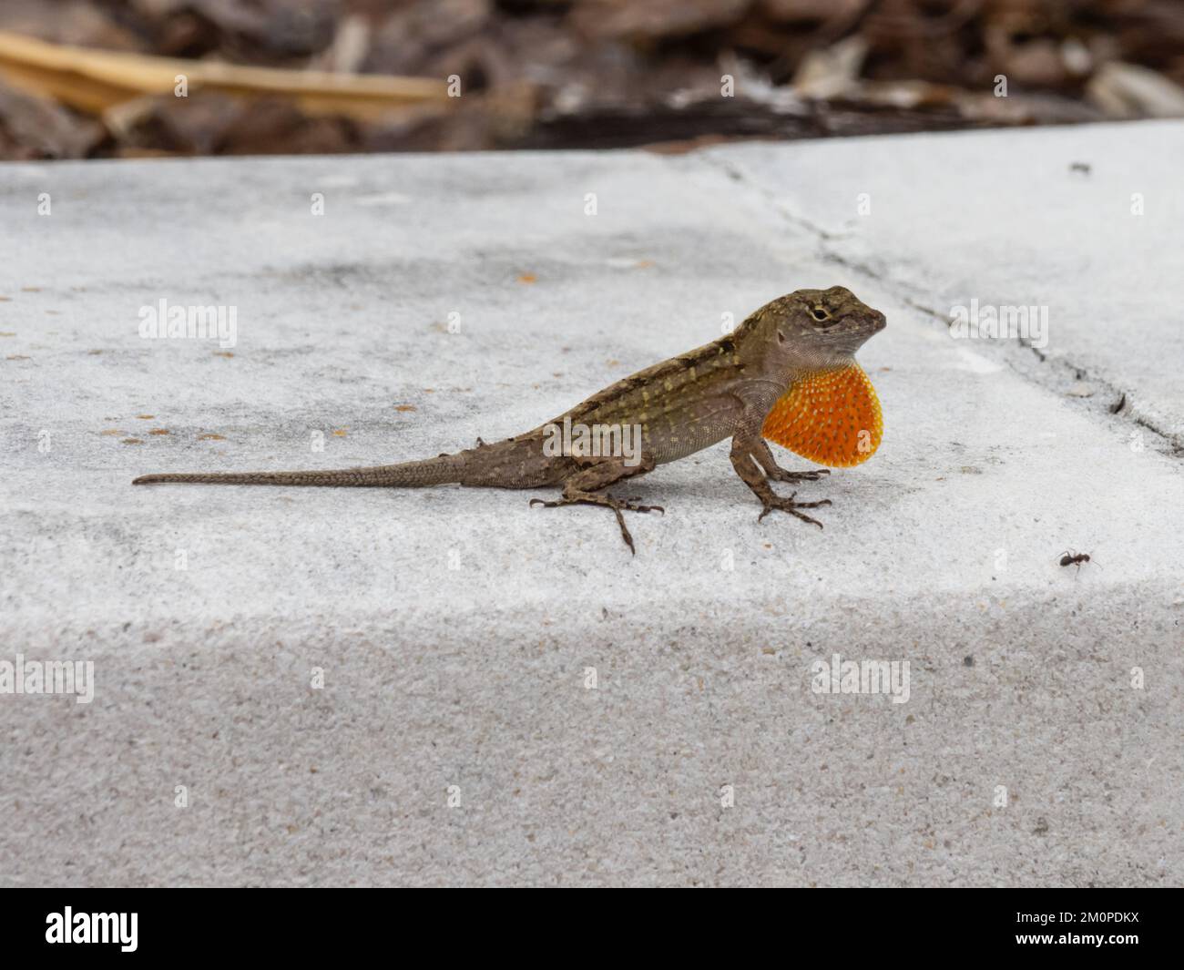A brown anole lizard, Anolis sagrei, also known as Cuban brown anole ...