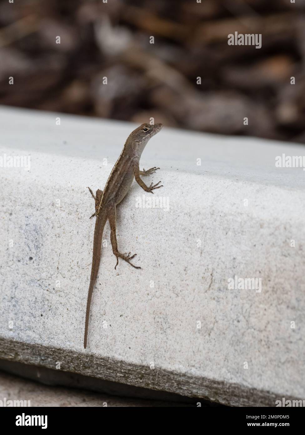 A brown anole lizard, Anolis sagrei, also known as Cuban brown anole ...