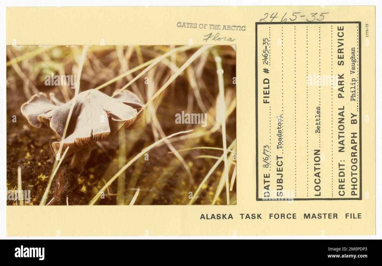 Ecology toadstool Cut Out Stock Images & Pictures - Alamy