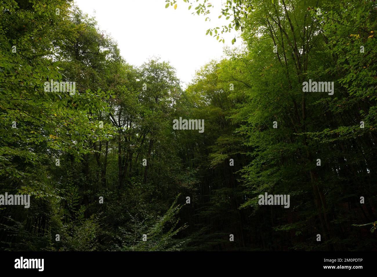 Lush forest view. Carbon net zero or decarbonization concept photo ...