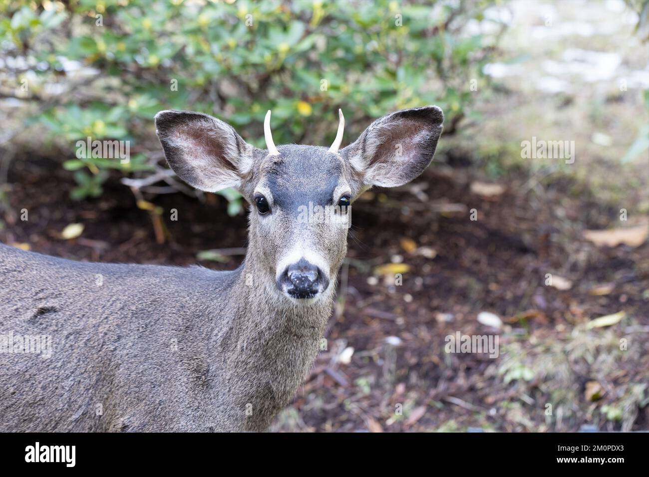 Blacktail deer antlers hi-res stock photography and images - Alamy