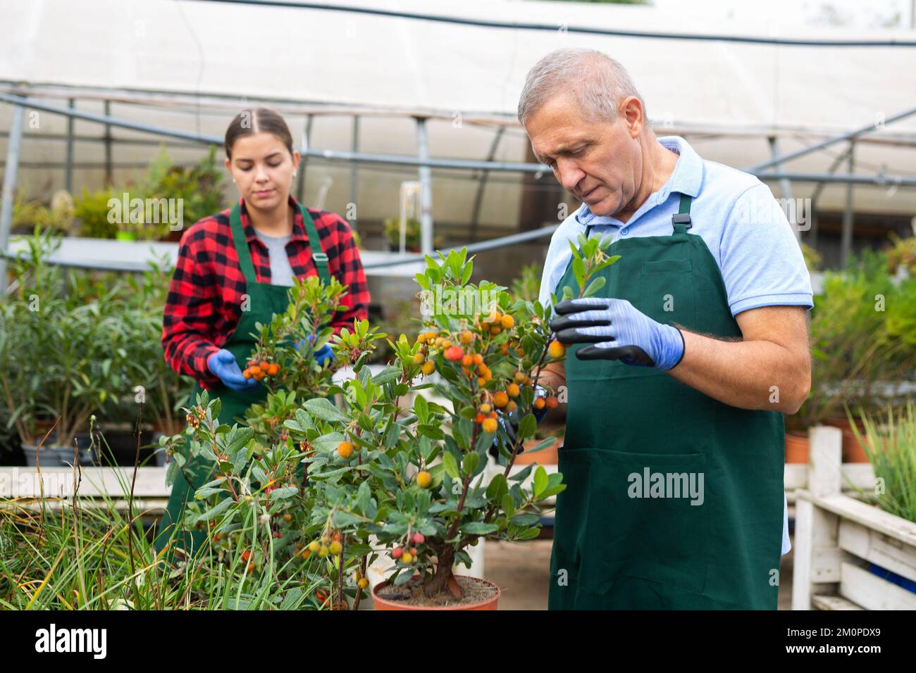 Professional male gardener taking care of potted Arbustus Unedo shrub ...
