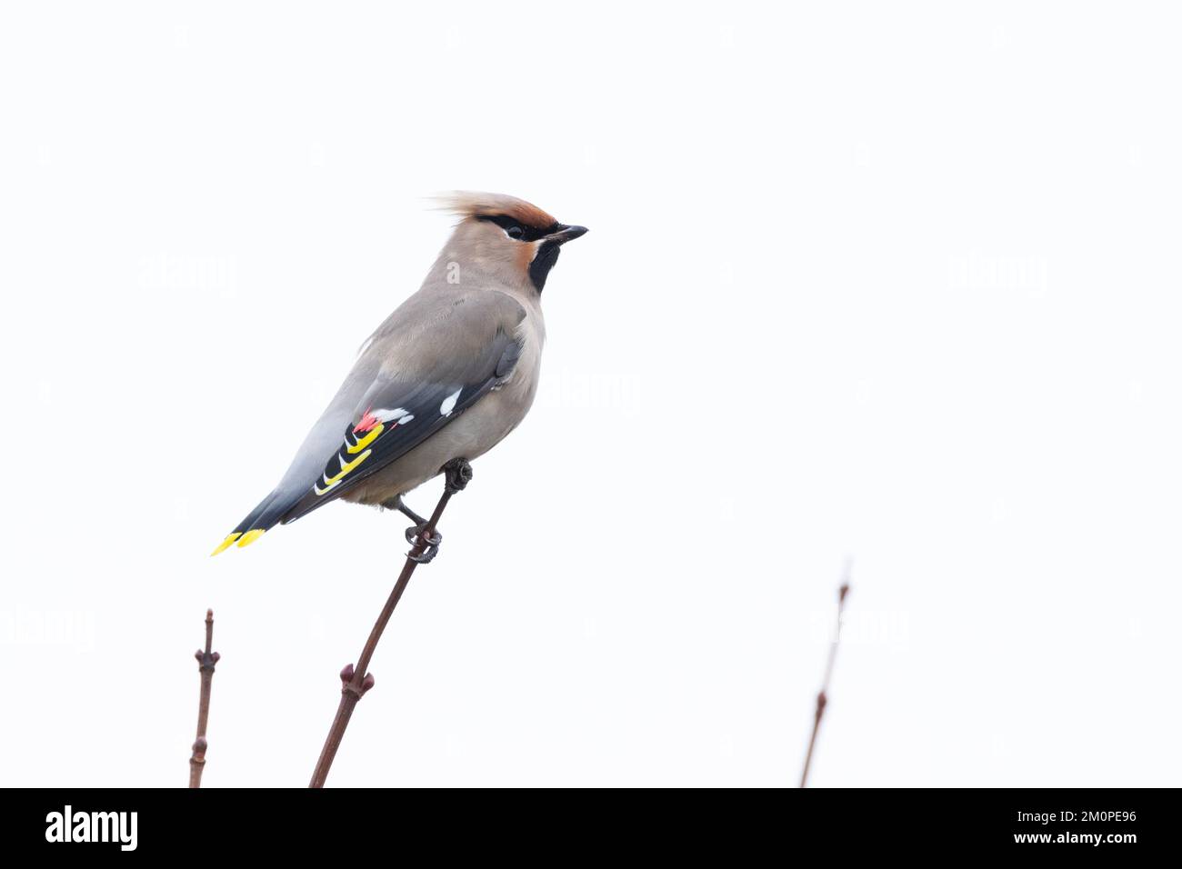 An adult Bohemian waxwing perched with a light background in Estonian ...