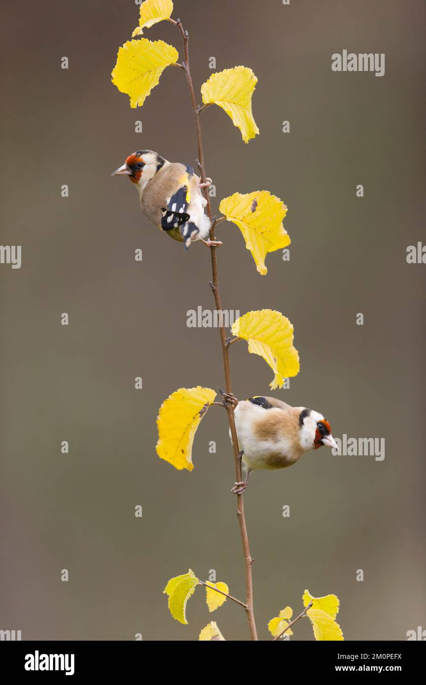 European goldfinch Carduelis carduelis, 2 adults perched on twig with ...