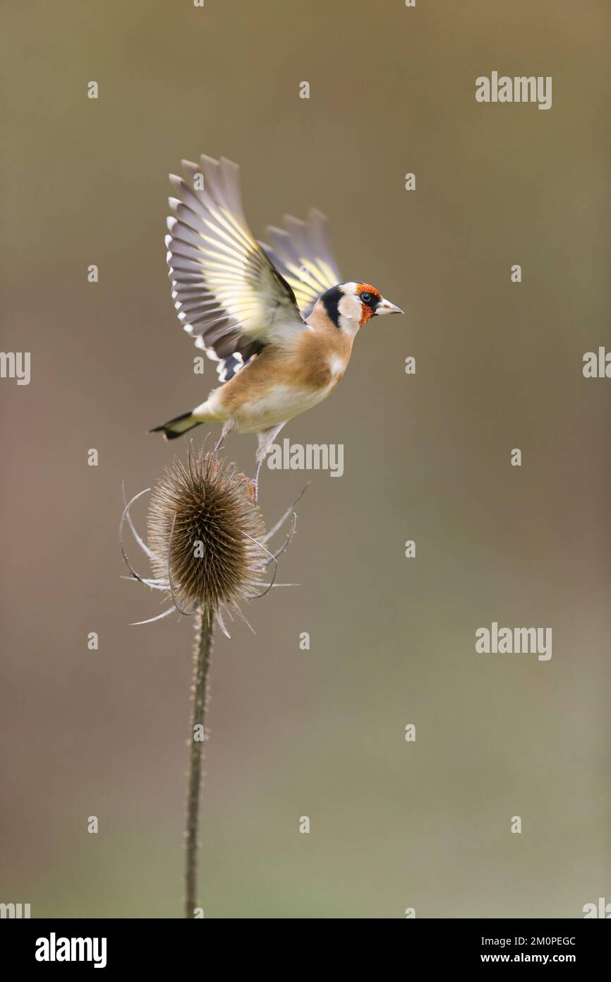 Goldfinches flying hi-res stock photography and images - Alamy