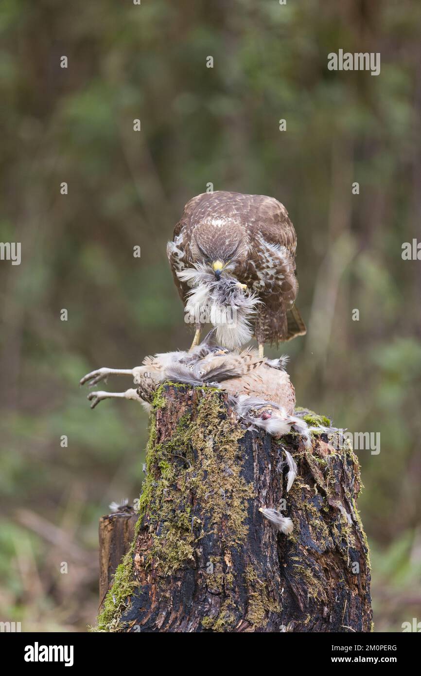 Female buzzard hi-res stock photography and images - Alamy