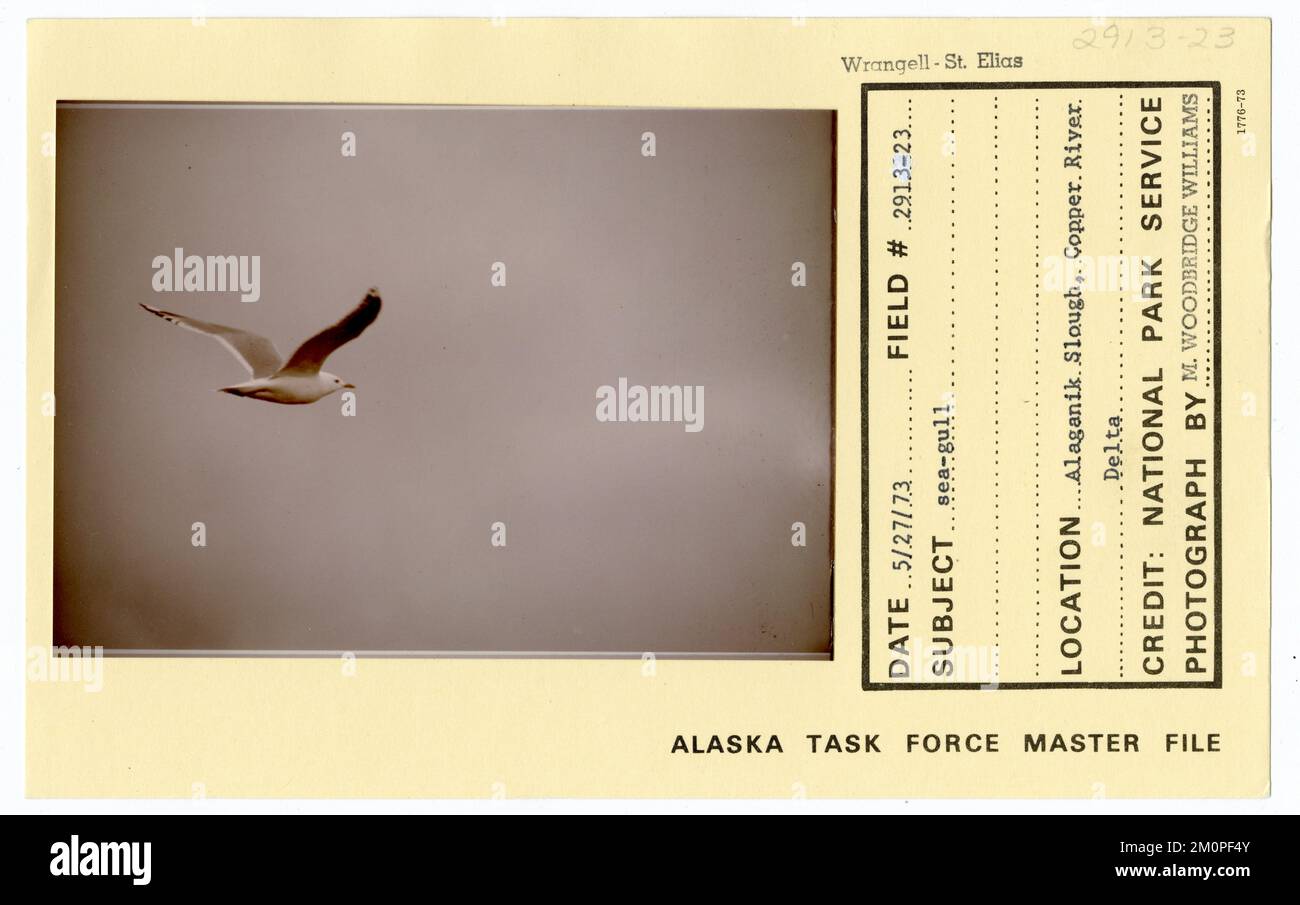 Sea bird conservation Cut Out Stock Images & Pictures - Alamy