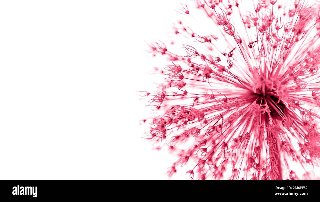 magenta flower on white background, Allium, macro. Nature and eco ...