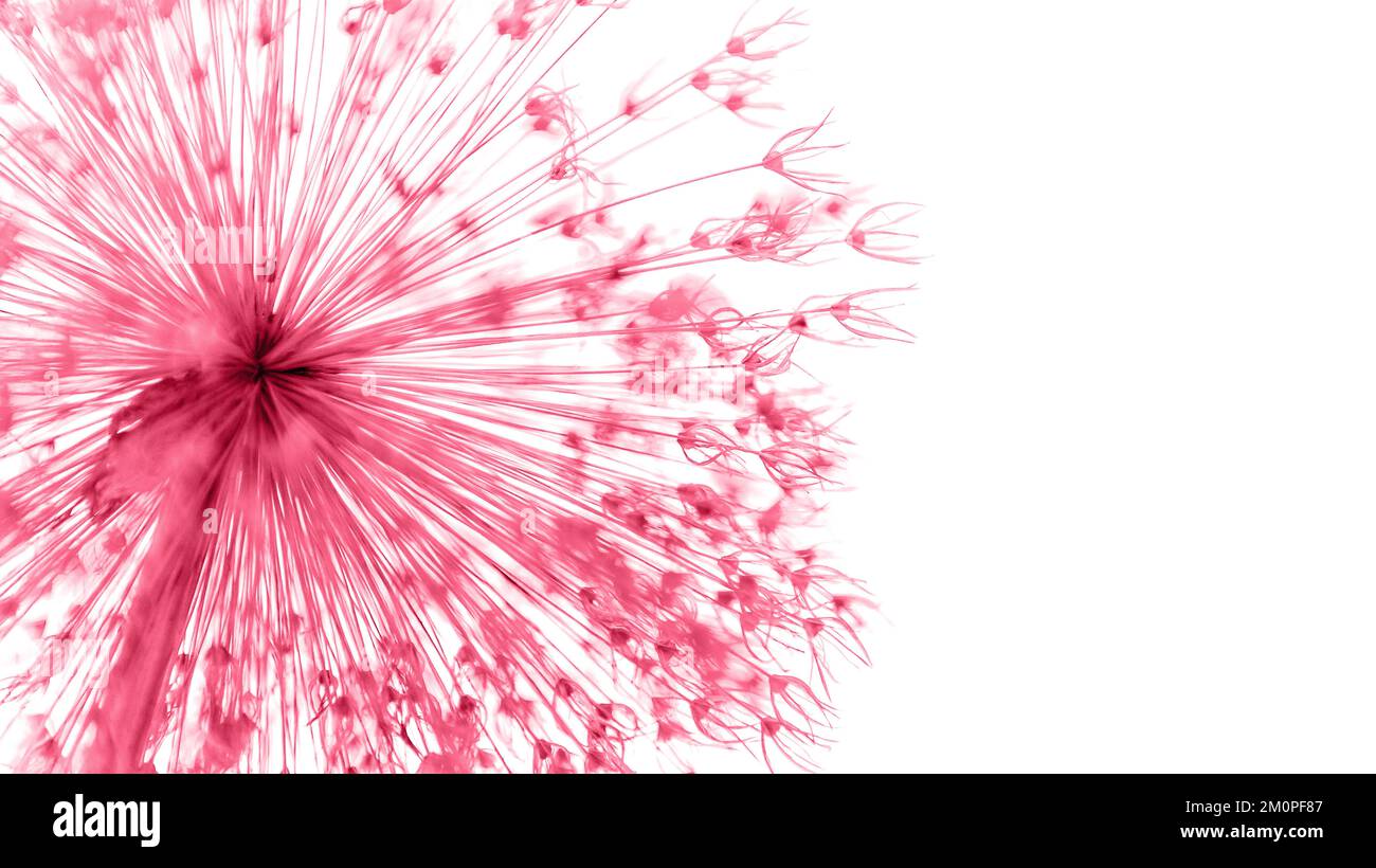 Allium flower seeds hi-res stock photography and images - Alamy