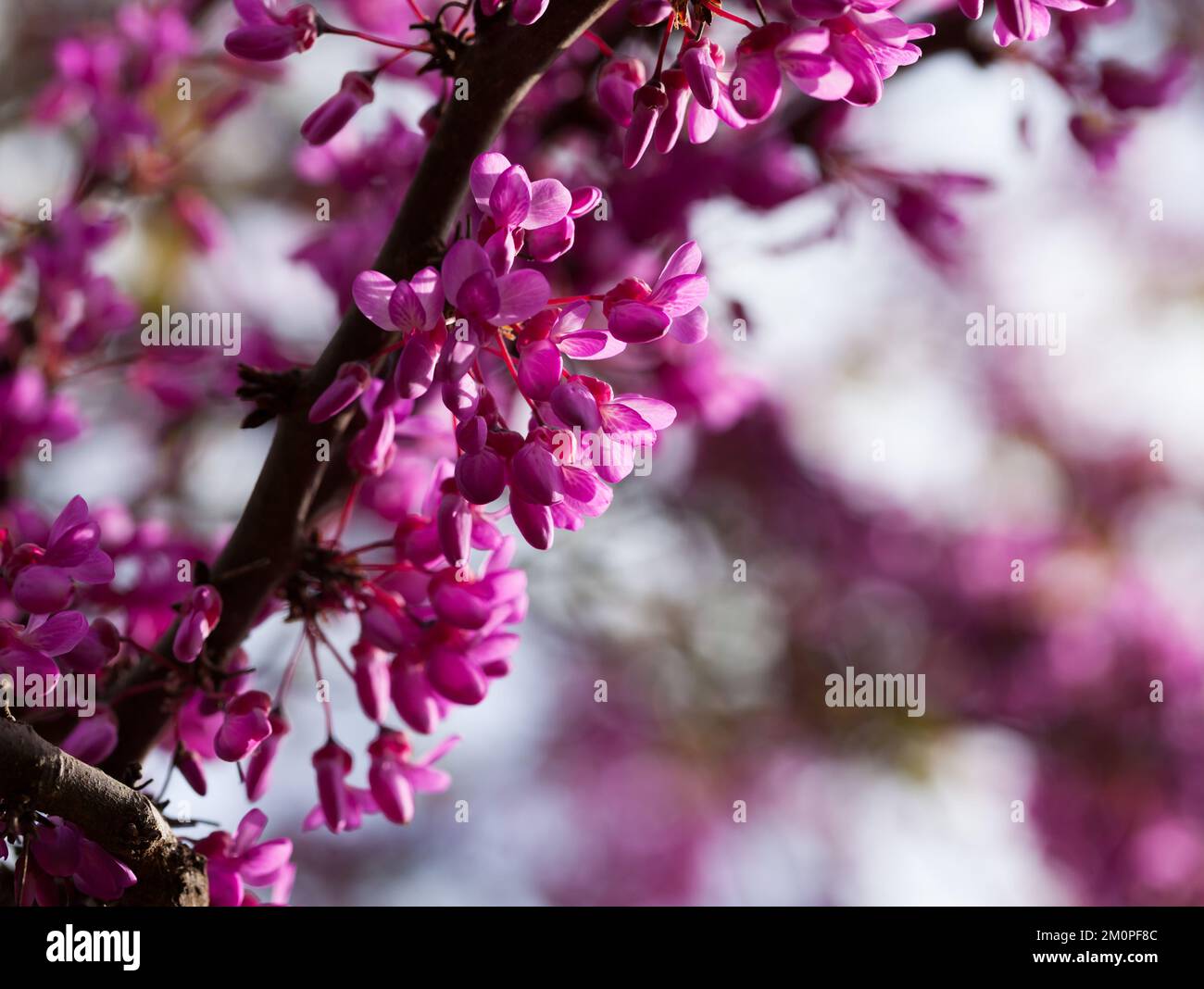 Blooming purple cercis siliquastrum trees in the fields Stock Photo - Alamy
