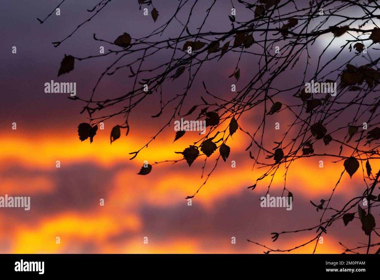 A silhouette of few leaves left on a tree after autumn in Estonia ...