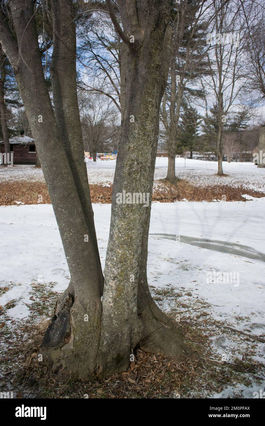 Tree trunks form the letter V at a park while out for a run Stock Photo ...