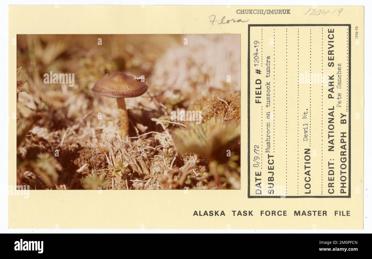 Mushroom on tussock tundra. Alaska Task Force Photographs Stock Photo ...