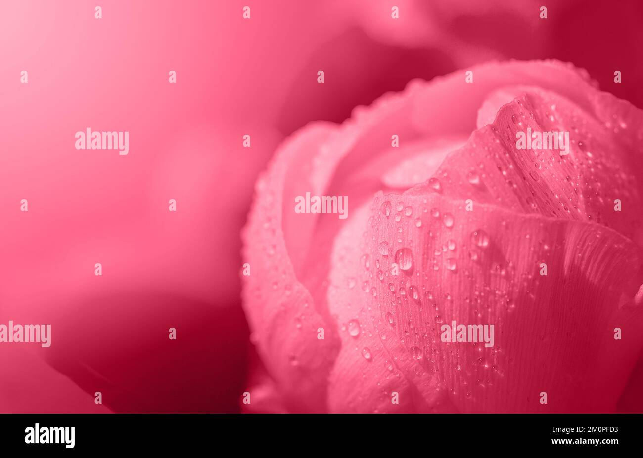 blooming red flower with water drops. floral background Stock Photo - Alamy
