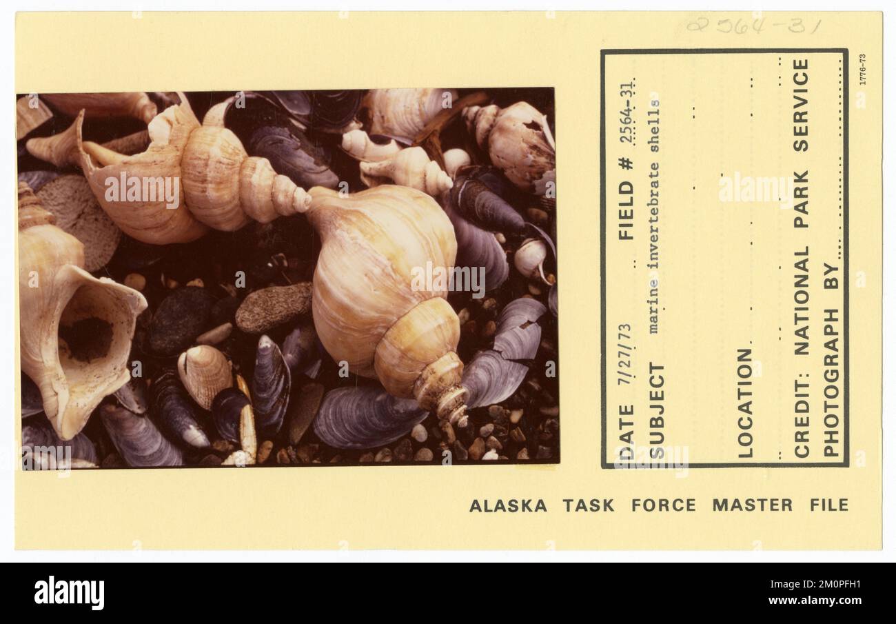 Marine invertebrate shells. Alaska Task Force Photographs Stock Photo ...