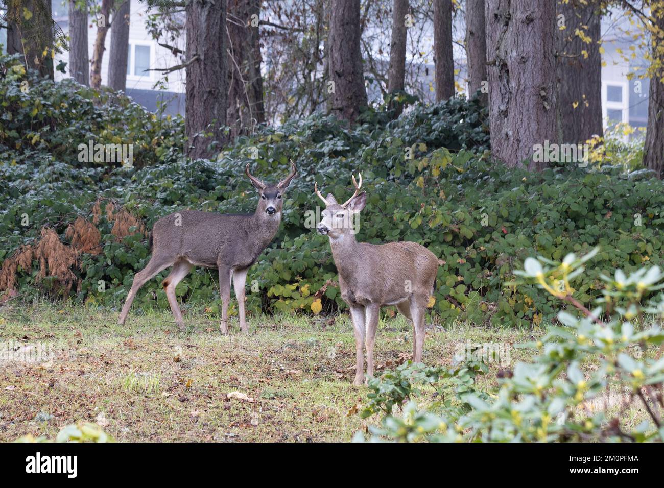 Two large black-tailed bucks standing in the yard of a home in Eugene ...