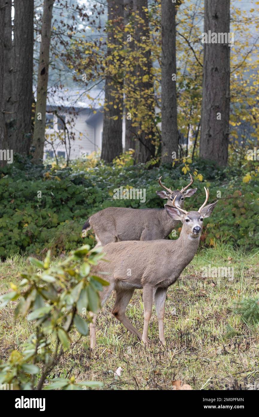 Two large black-tailed bucks standing in the yard of a home in Eugene ...