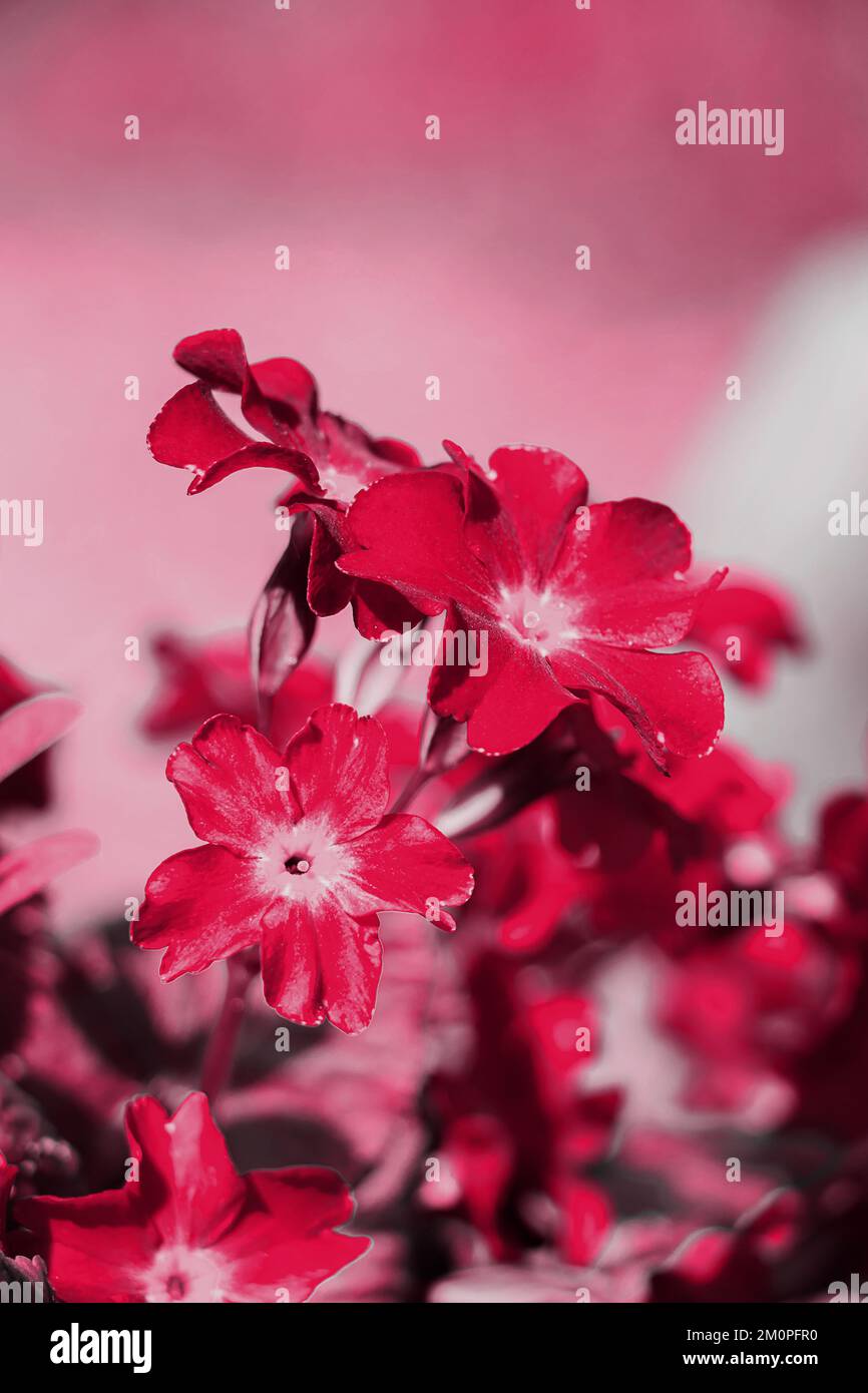 Purple primrose flowers close up. First plants in spring sunshine ...