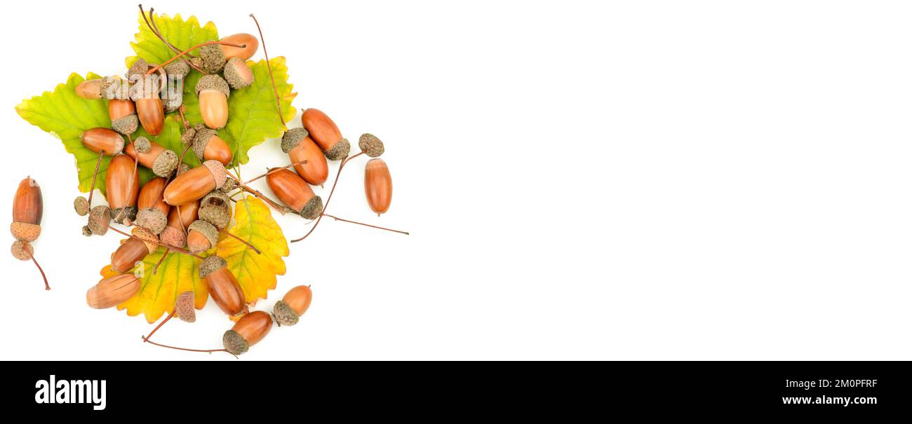 Acorns and oak leaves isolated on white background. Flat lay, top view. Wide photo . Free space ...