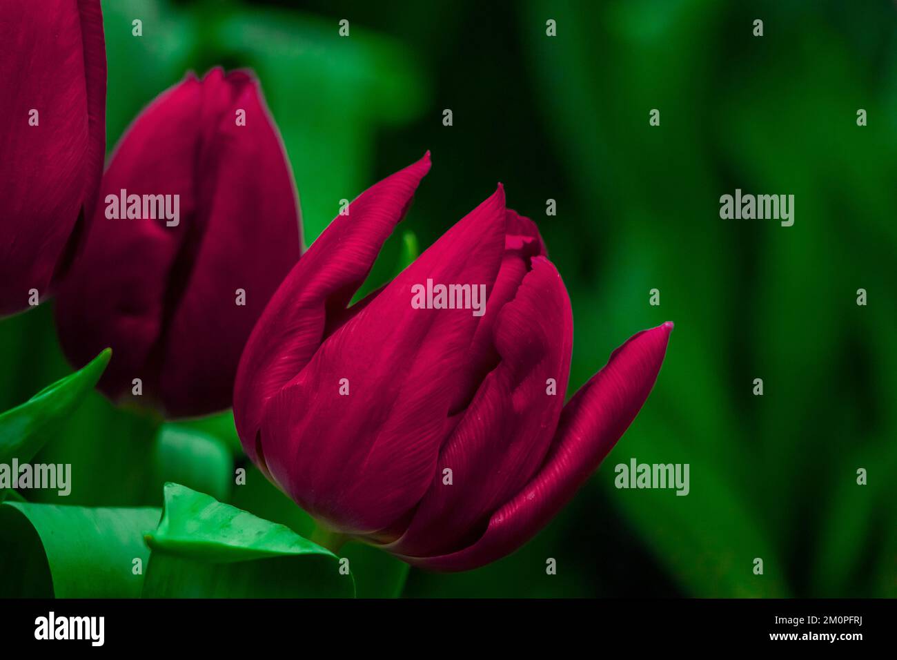 Tulip flower close up. Delicate bud, symbol of spring. Growing tulips ...