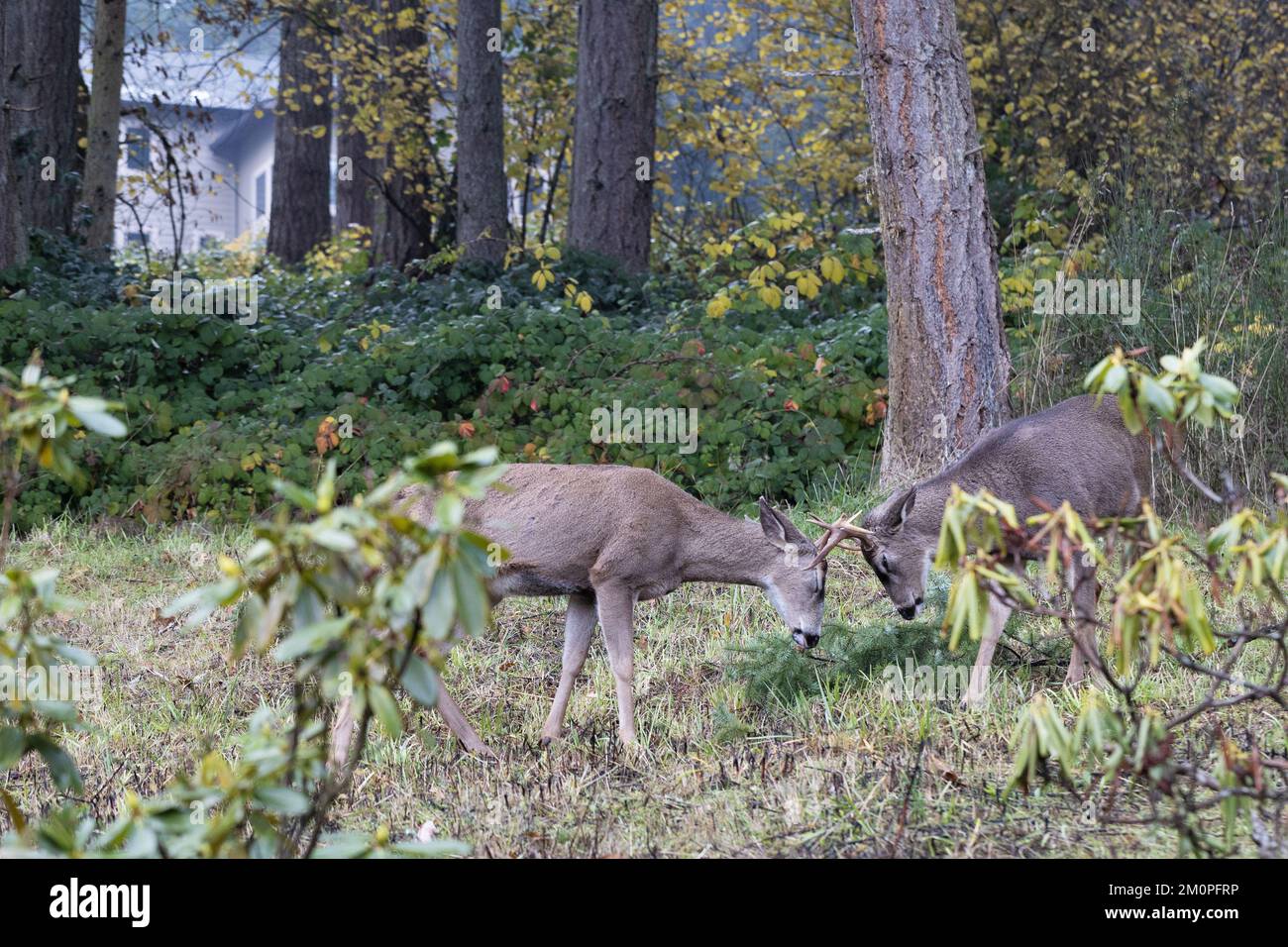 Two large black-tailed bucks locking horns in the yard of a home in ...