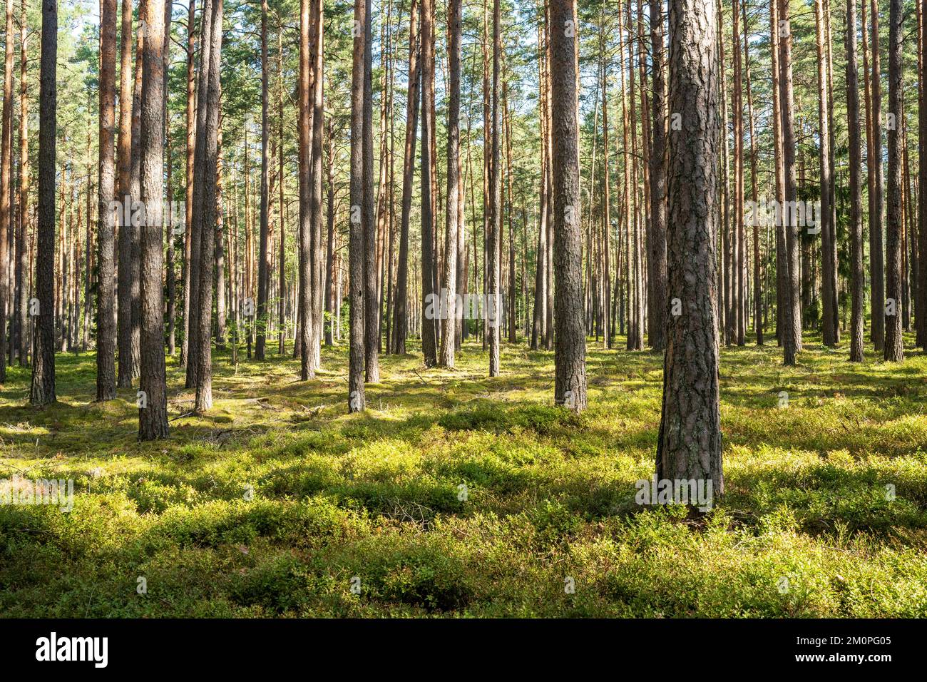 A sunny day in a Pine forest in Northern Latvia, Europe Stock Photo - Alamy