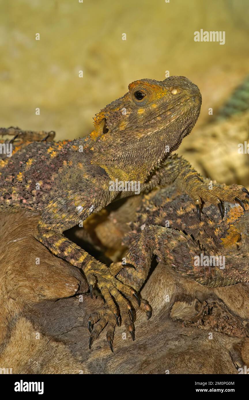 A vertical shot of a painted dragon on rocks in a zoo under the lights ...