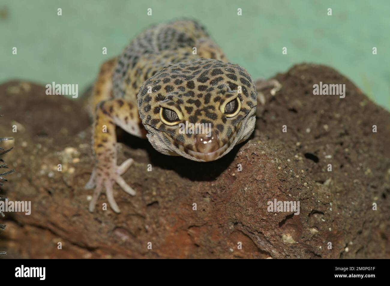 Leopard gecko wallpaper hi-res stock photography and images - Alamy