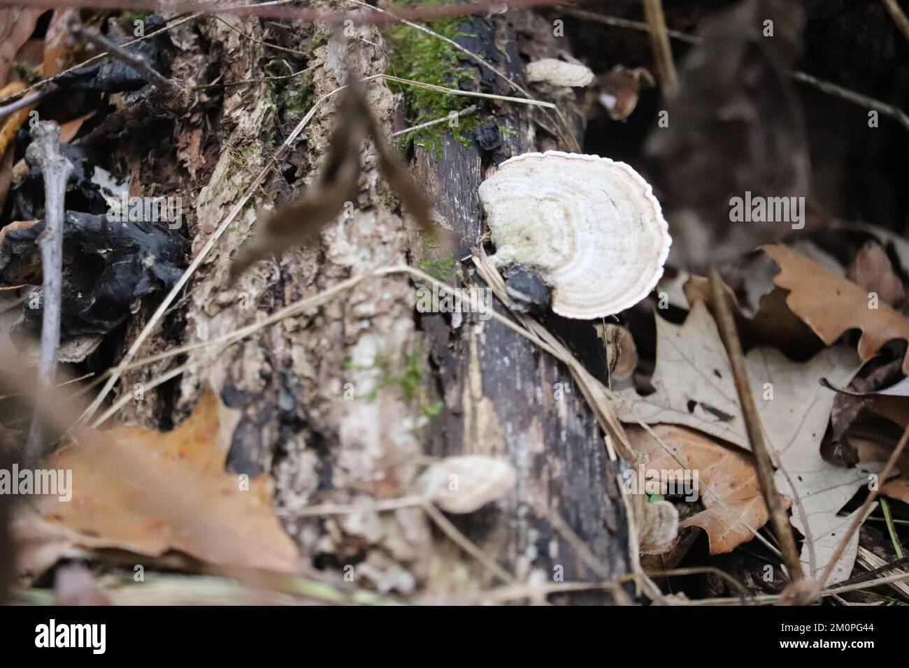 A closeup of a tree bark overgrown with Trametes versicolor Stock Photo ...