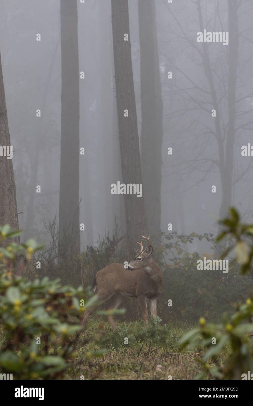 A large black-tailed buck in the yard of a home in Eugene, Oregon Stock ...