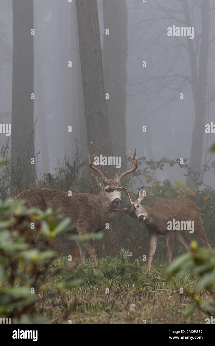 A black-tailed buck rubbing antlers on the face of another buck, in the ...