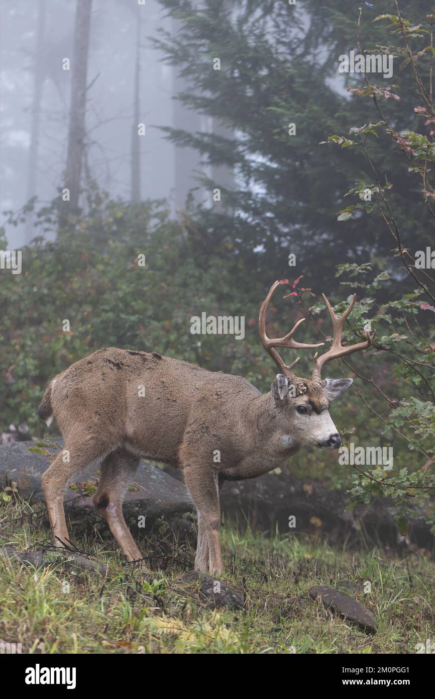 Black tailed buck hi-res stock photography and images - Alamy