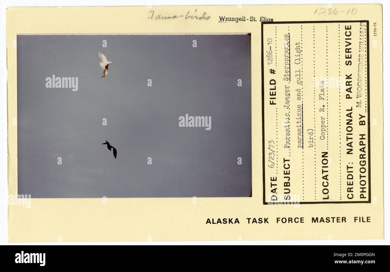 Parasitic Jaeger Stercorarius parasiticus and gull (light bird). Alaska ...
