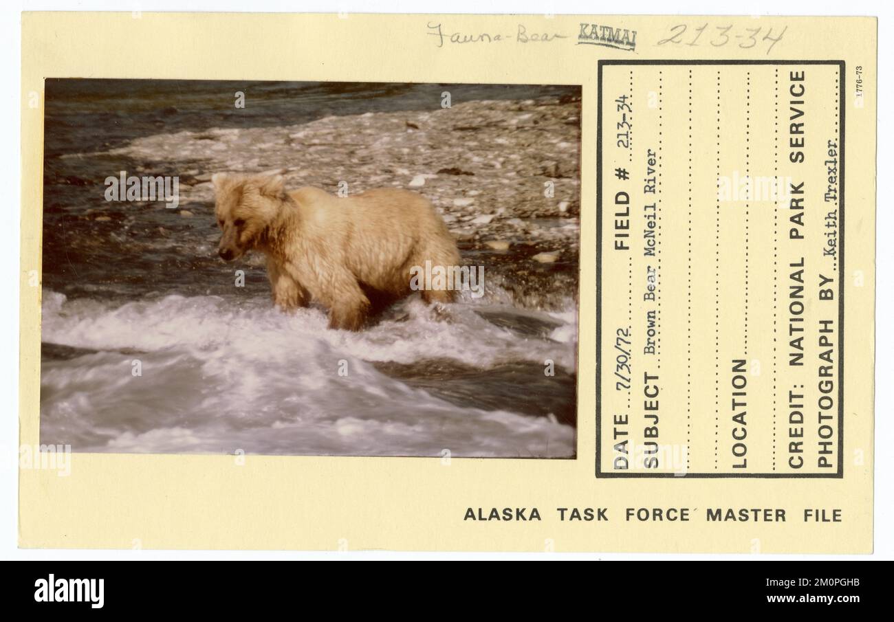Brown bear McNeil River. Alaska Task Force Photographs Stock Photo - Alamy