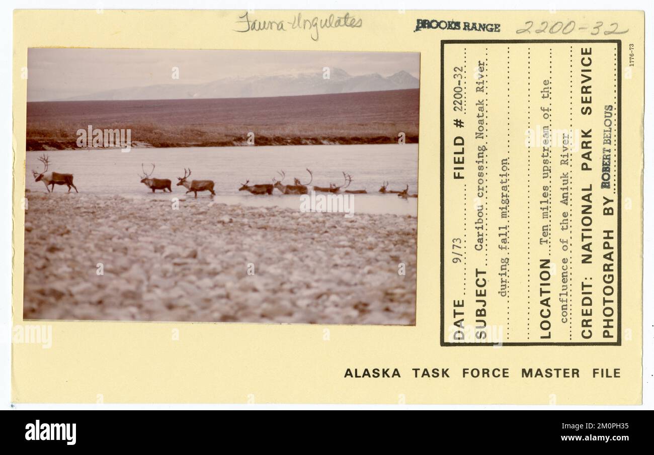 Caribou crossing the Noatak River during fall migration. Alaska Task ...